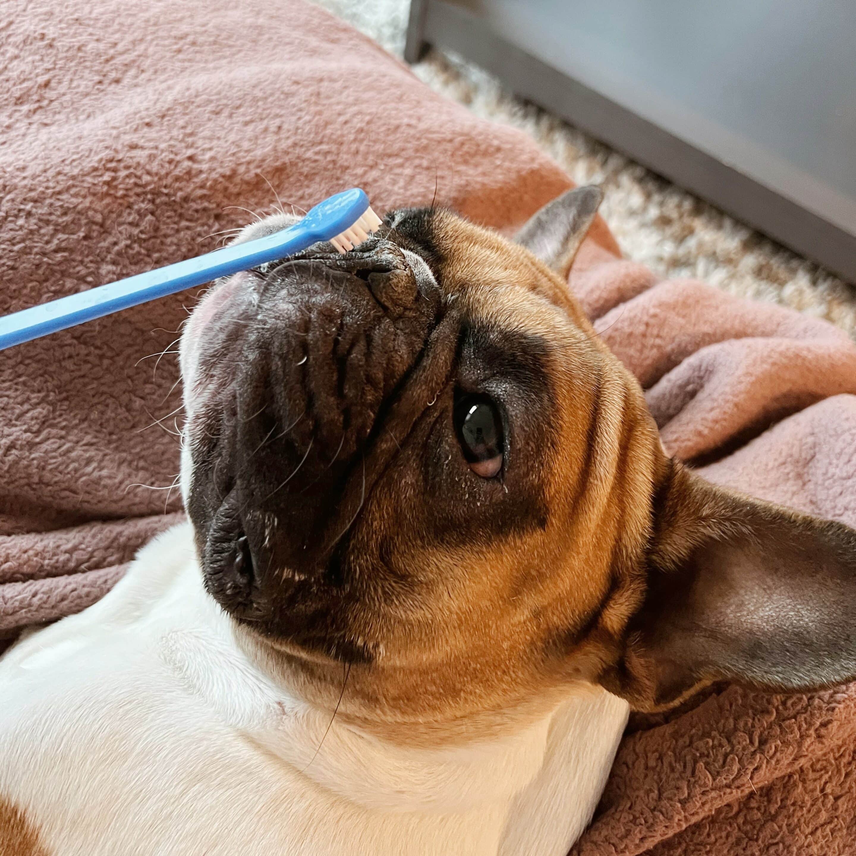 5 Essential Tips for Achieving Optimal Dental Health for Dogs and Cats ...